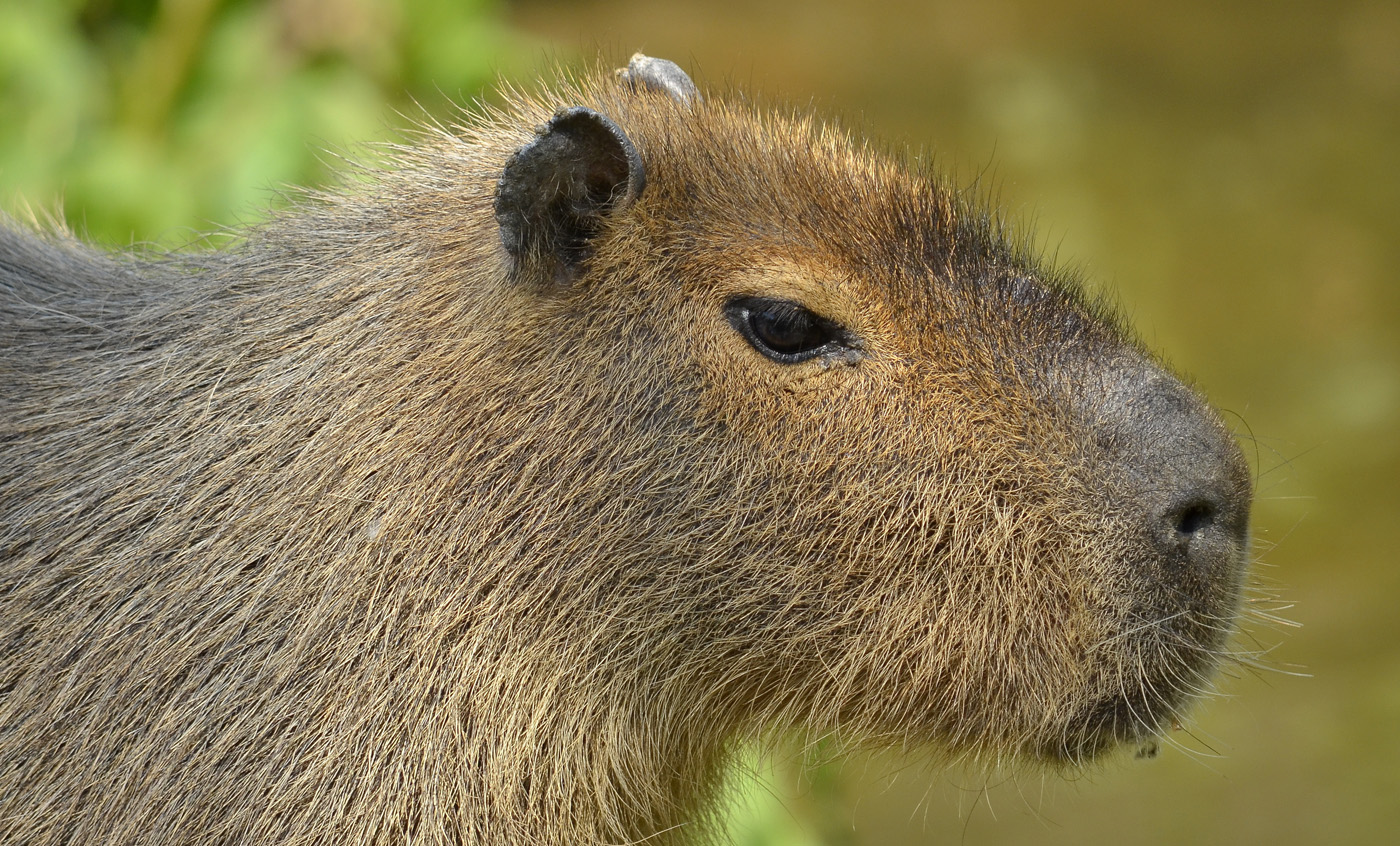 Capibara | Zoo Barcelona Capibara | Zoo Barcelona